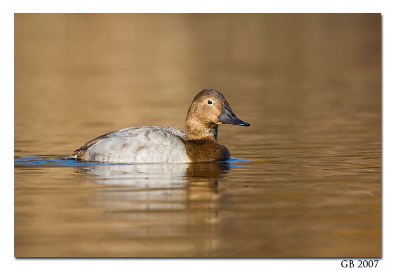 CANVASBACK