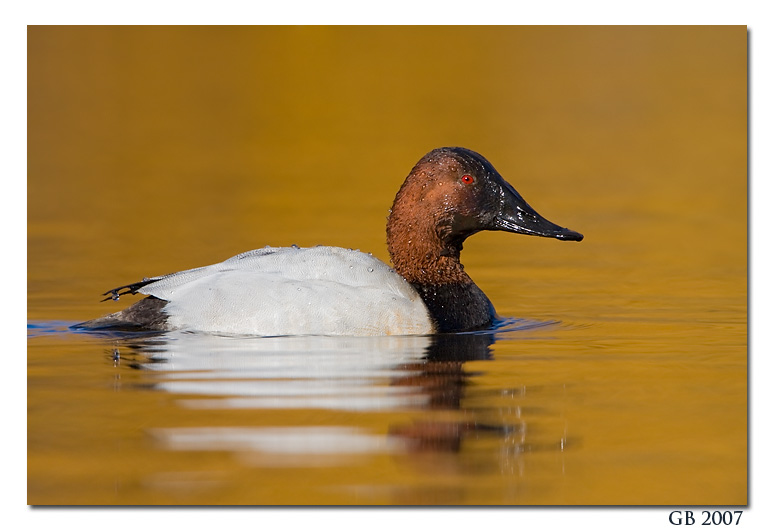 CANVASBACK