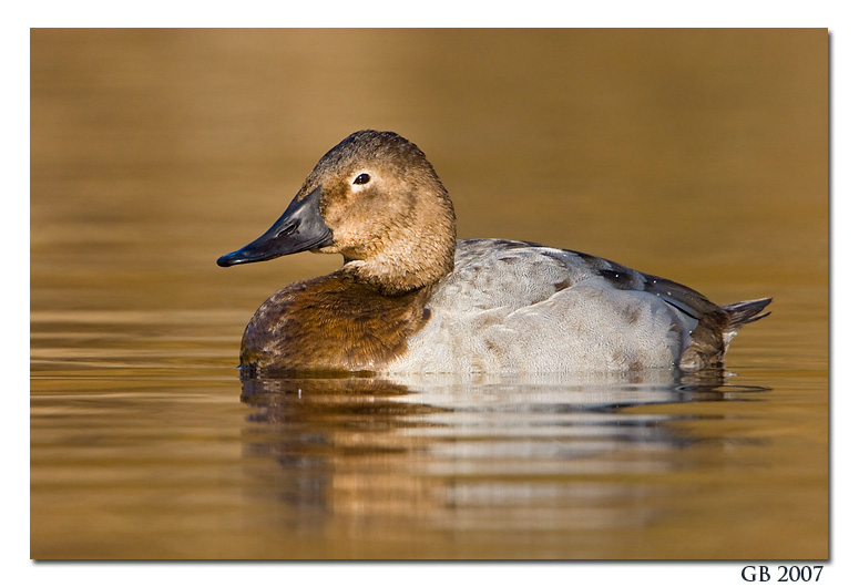 CANVASBACK