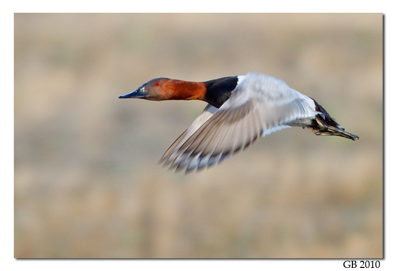 CANVASBACK