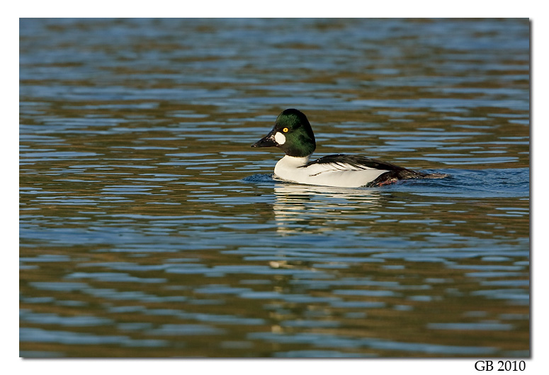 COMMON GOLDENEYE