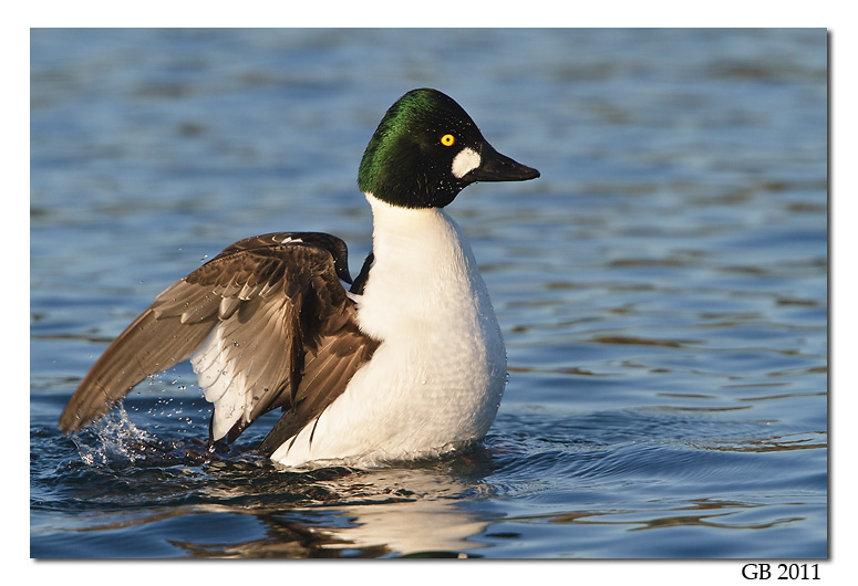 COMMON GOLDENEYE