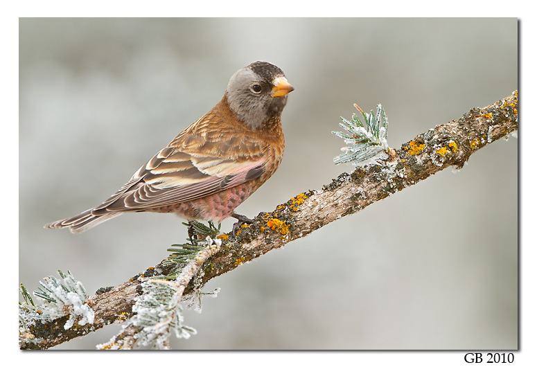 GRAY-CROWNED ROSY-FINCH