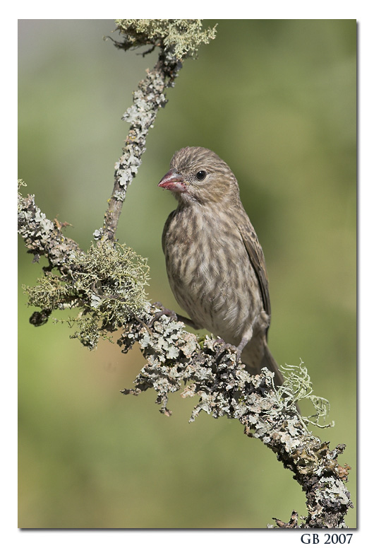 HOUSE FINCH