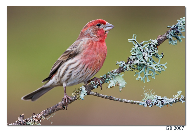 HOUSE FINCH
