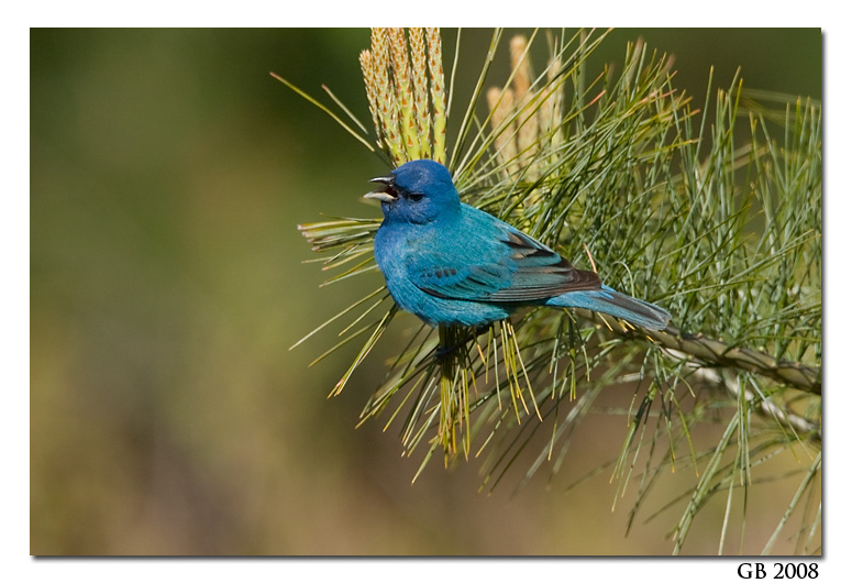 INDIGO BUNTING