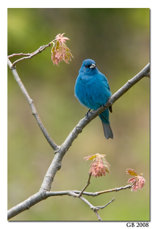 INDIGO BUNTING