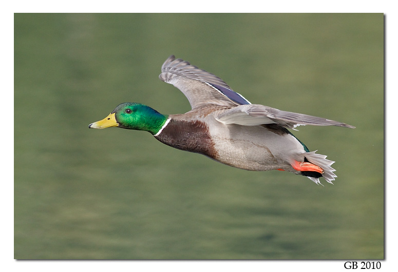 MALLARD
