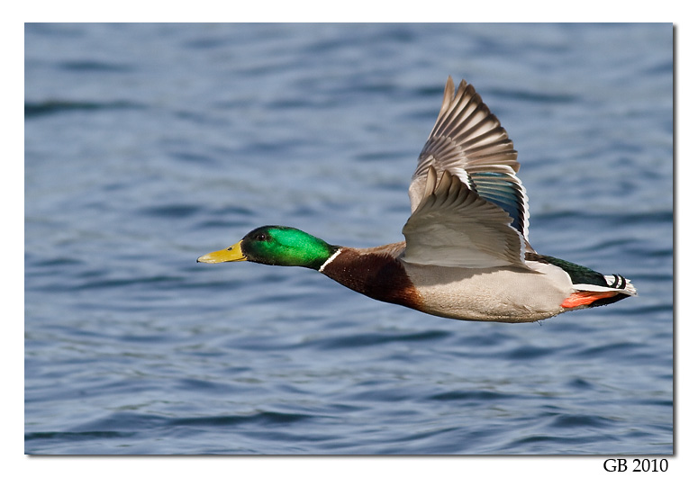 MALLARD