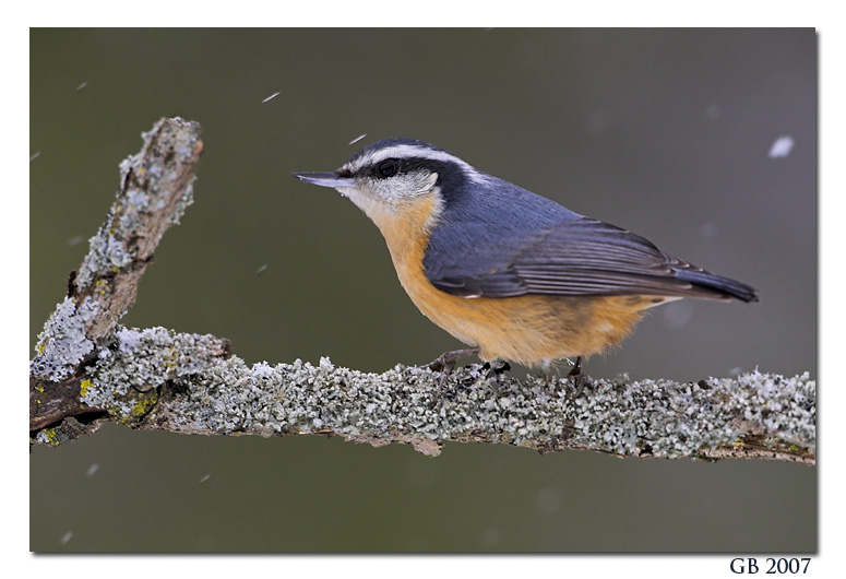 RED-BREASTED NUTHATCH
