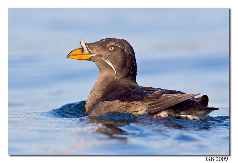 RHINOCEROS AUKLET