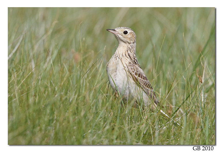 SPRAGUE'S PIPIT