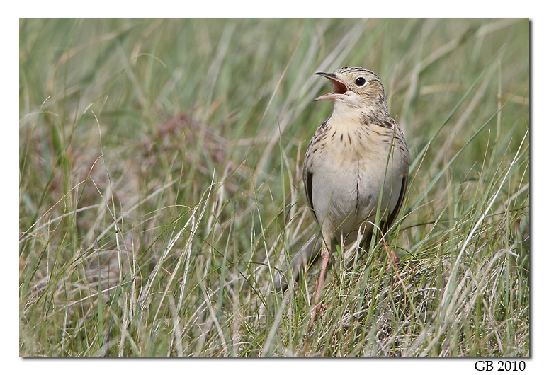 SPRAGUE'S PIPIT