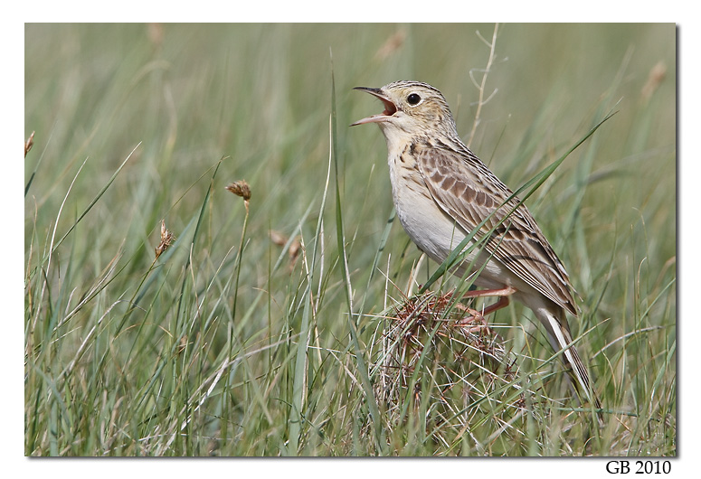 SPRAGUE'S PIPIT