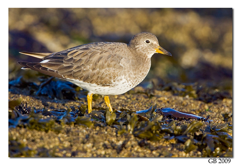 SURFBIRD