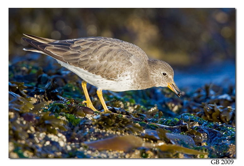 SURFBIRD