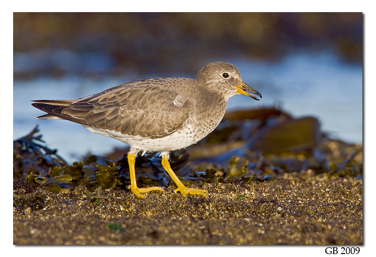 SURFBIRD