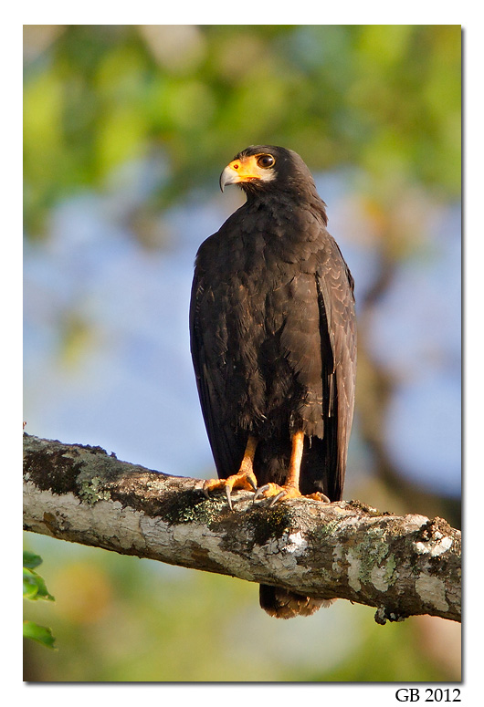 COMMON BLACK HAWK