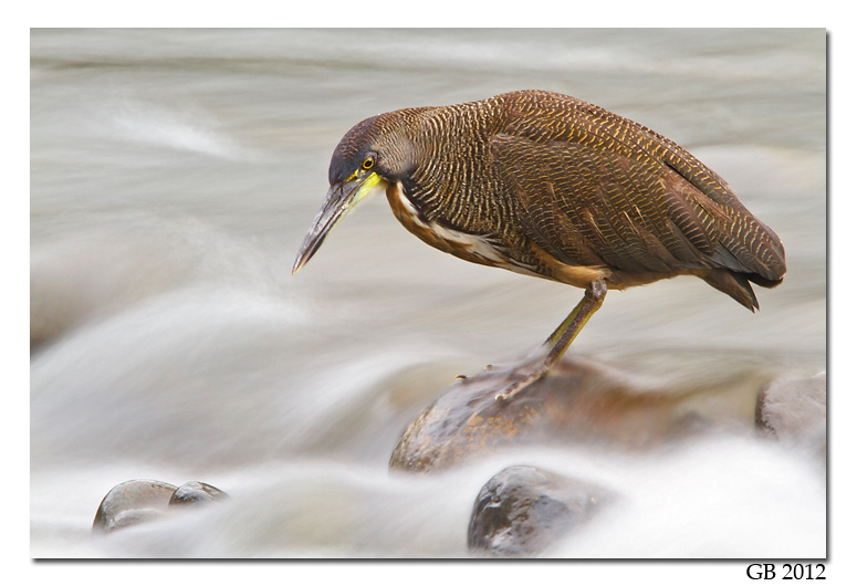 Fasciated tiger heron - Alchetron, The Free Social Encyclopedia