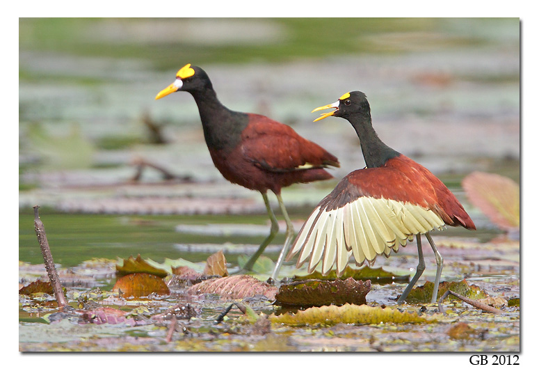 NORTHERN JACANA