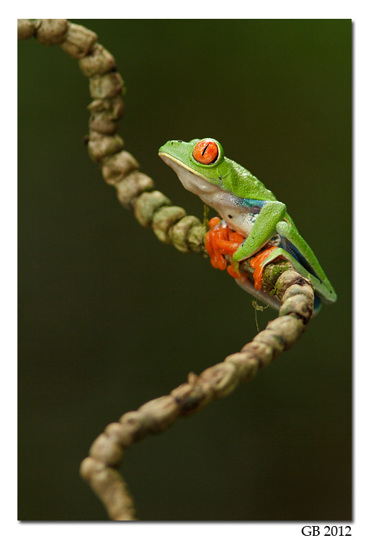 Nature Photography by Glenn Bartley - Costa Rican Macro