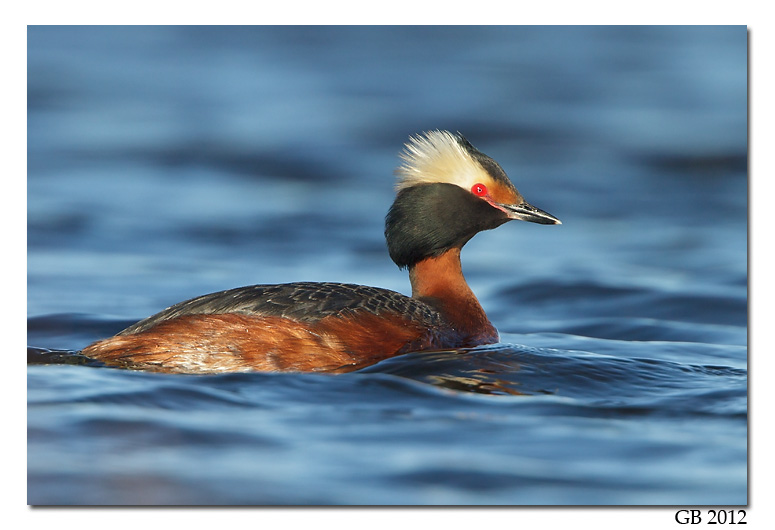 HORNED GREBE