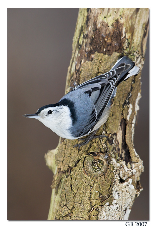 WHITE-BREASTED NUTHATCH