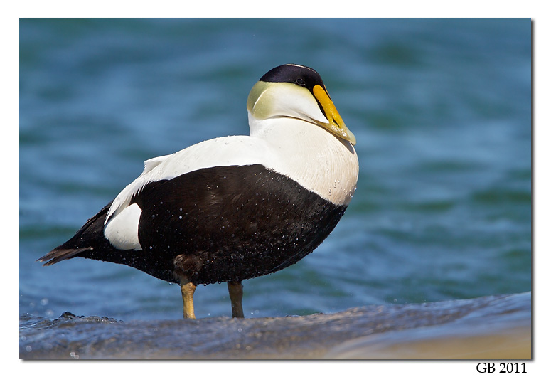 COMMON EIDER