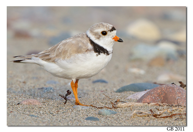 PIPING PLOVER