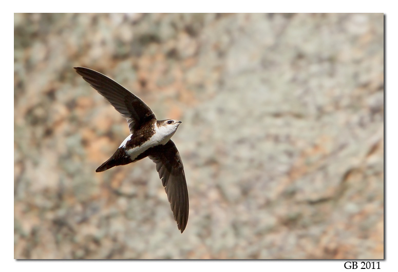 WHITE-THROATED SWIFT
