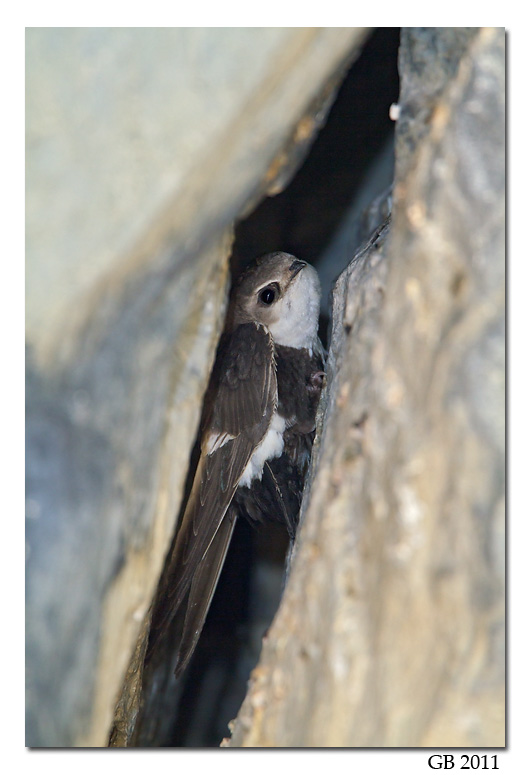 WHITE-THROATED SWIFT