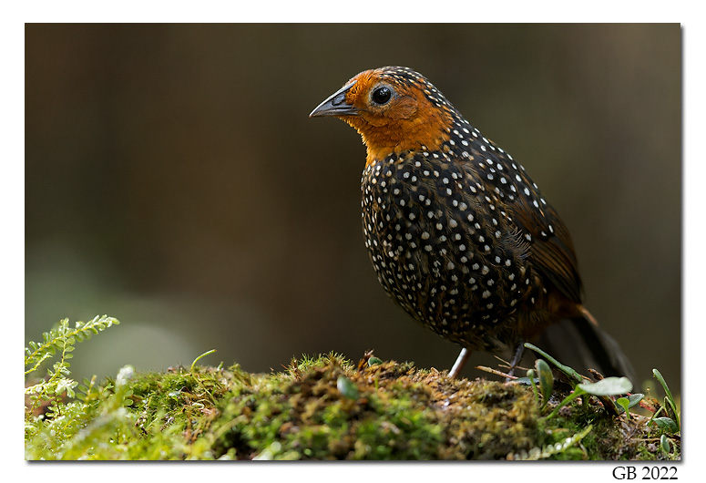 OCELLATED TAPACULO