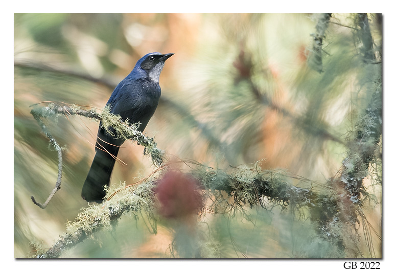 DWARF JAY