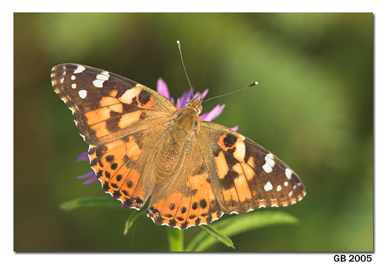 PAINTED LADY