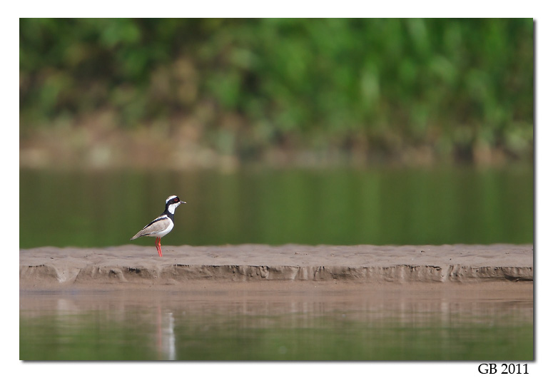 PIED PLOVER