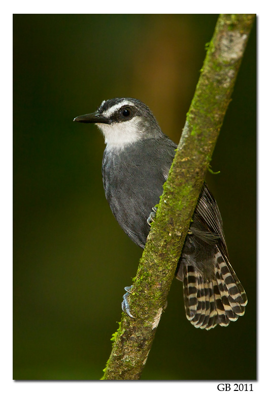 Army ants and their role within their ecosystems - Army Ants