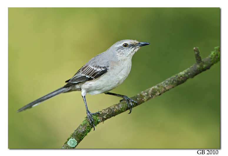 Tropical mockingbird - Alchetron, The Free Social Encyclopedia