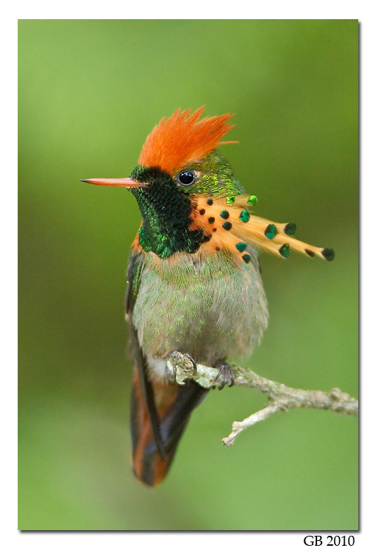 November 3rd - Tufted Coquette : r/SketchDaily