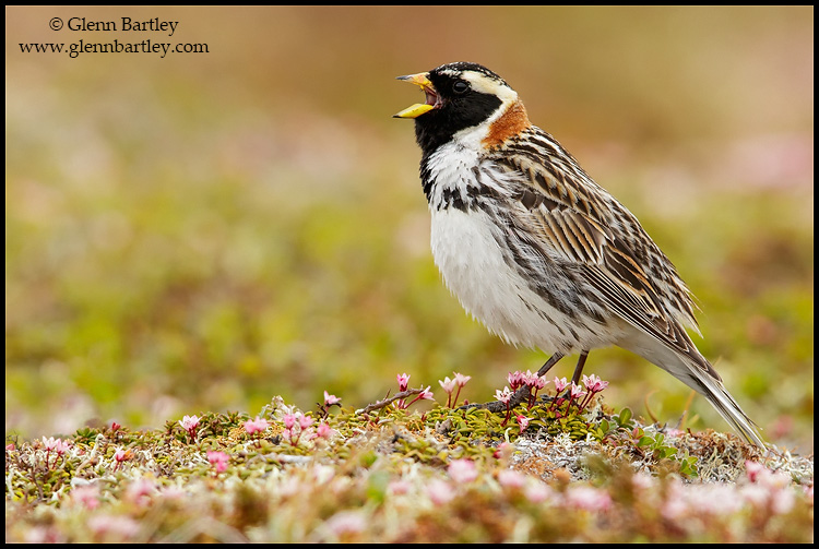 Glenn Bartley Nature Photography - Alaska 2015
