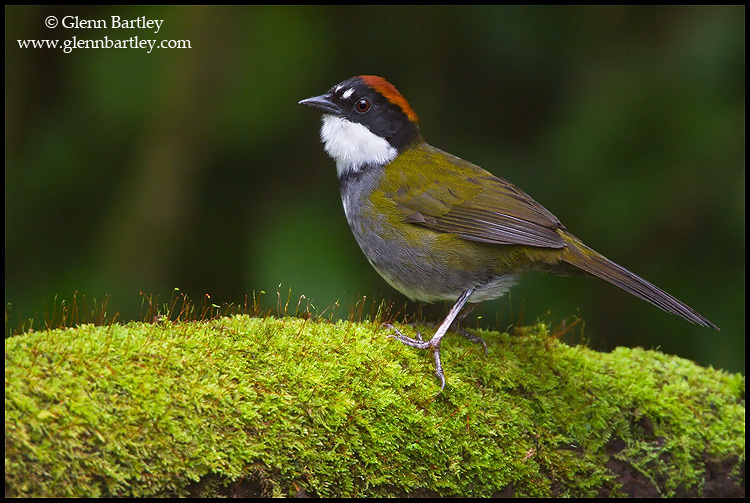 Nature Photography by Glenn Bartley - Favourite Nature Photos from ...