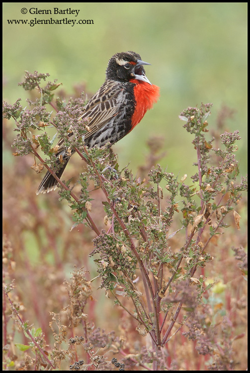 Glenn Bartley Nature Photography - Peru 2011