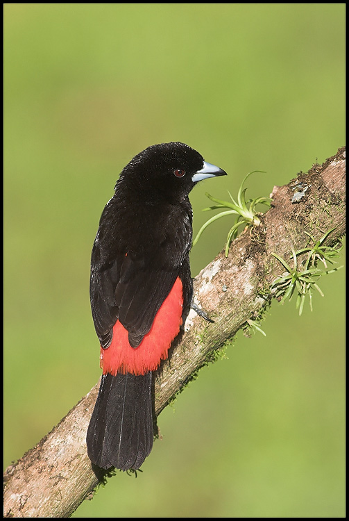Nature Photography by Glenn Bartley: Tanagers Gallery