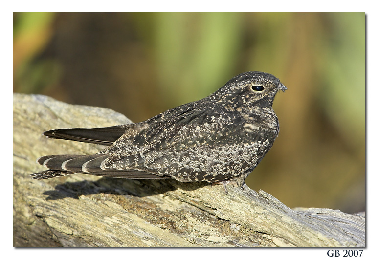 Glenn Bartley Nature Photography - The Best of 2007