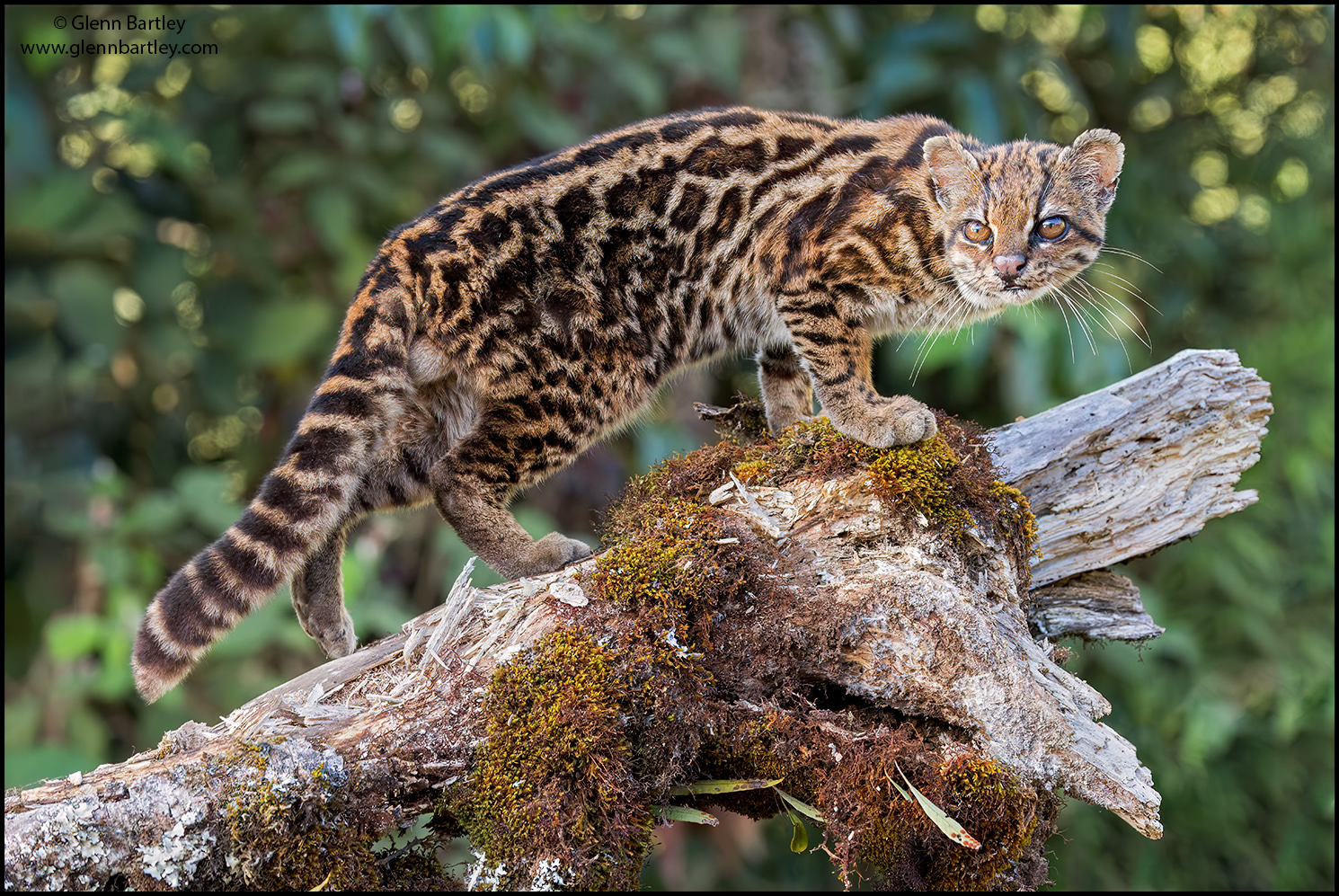 Glenn Bartley Nature Photography - The Best Photos of 2023