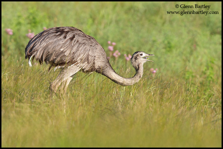 Glenn Bartley Nature Photography - Bolivia 2012