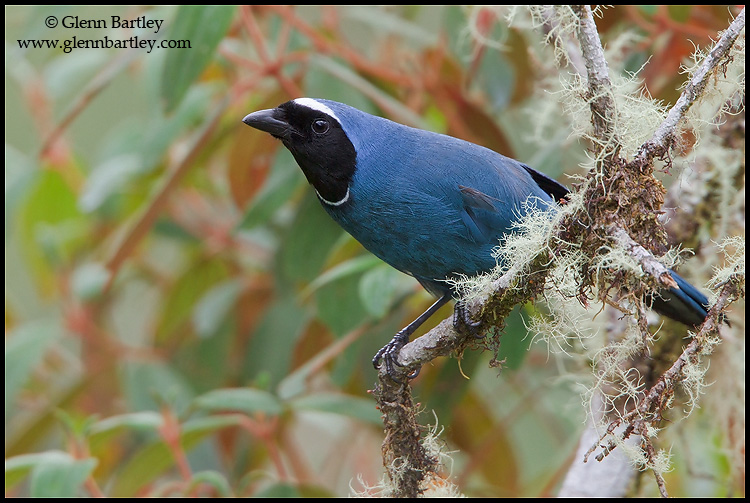 Glenn Bartley Nature Photography - Bolivia 2012