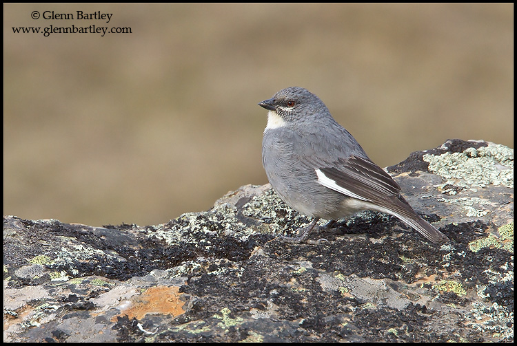 Glenn Bartley Nature Photography - Bolivia 2012